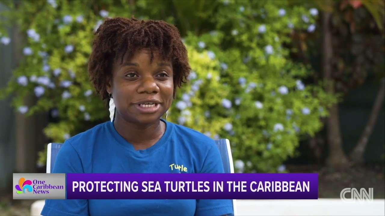 Protecting Sea Turtles in Caribbean | One Caribbean Television